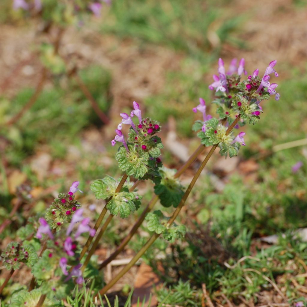 Henbit Quiet Nature Henbit Quiet Nature