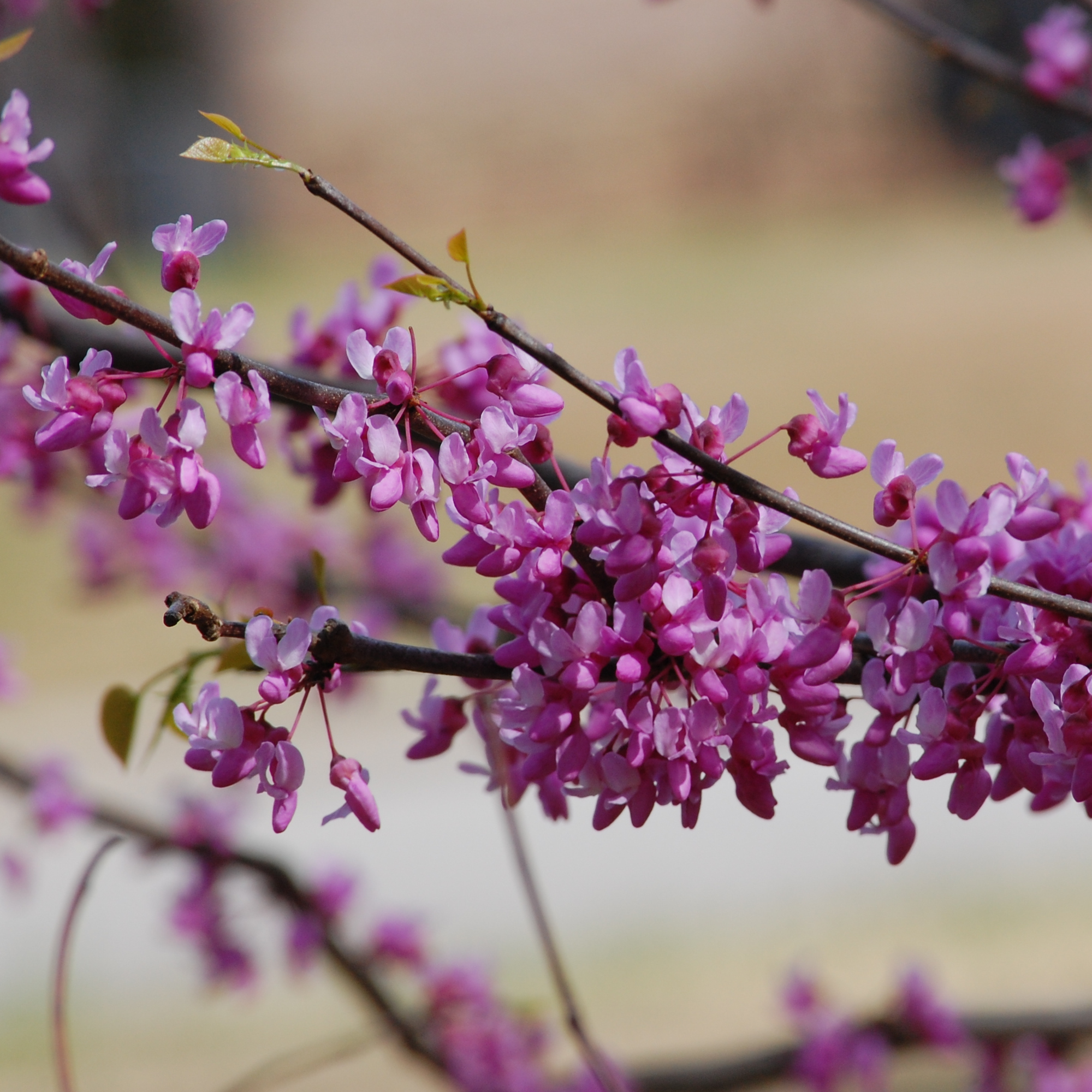 Eastern Redbud – Quiet Nature